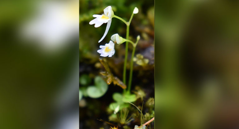 Uttarakhand Forest Department discovers rare carnivorous plant ...